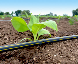 Samruddhi Landscapes